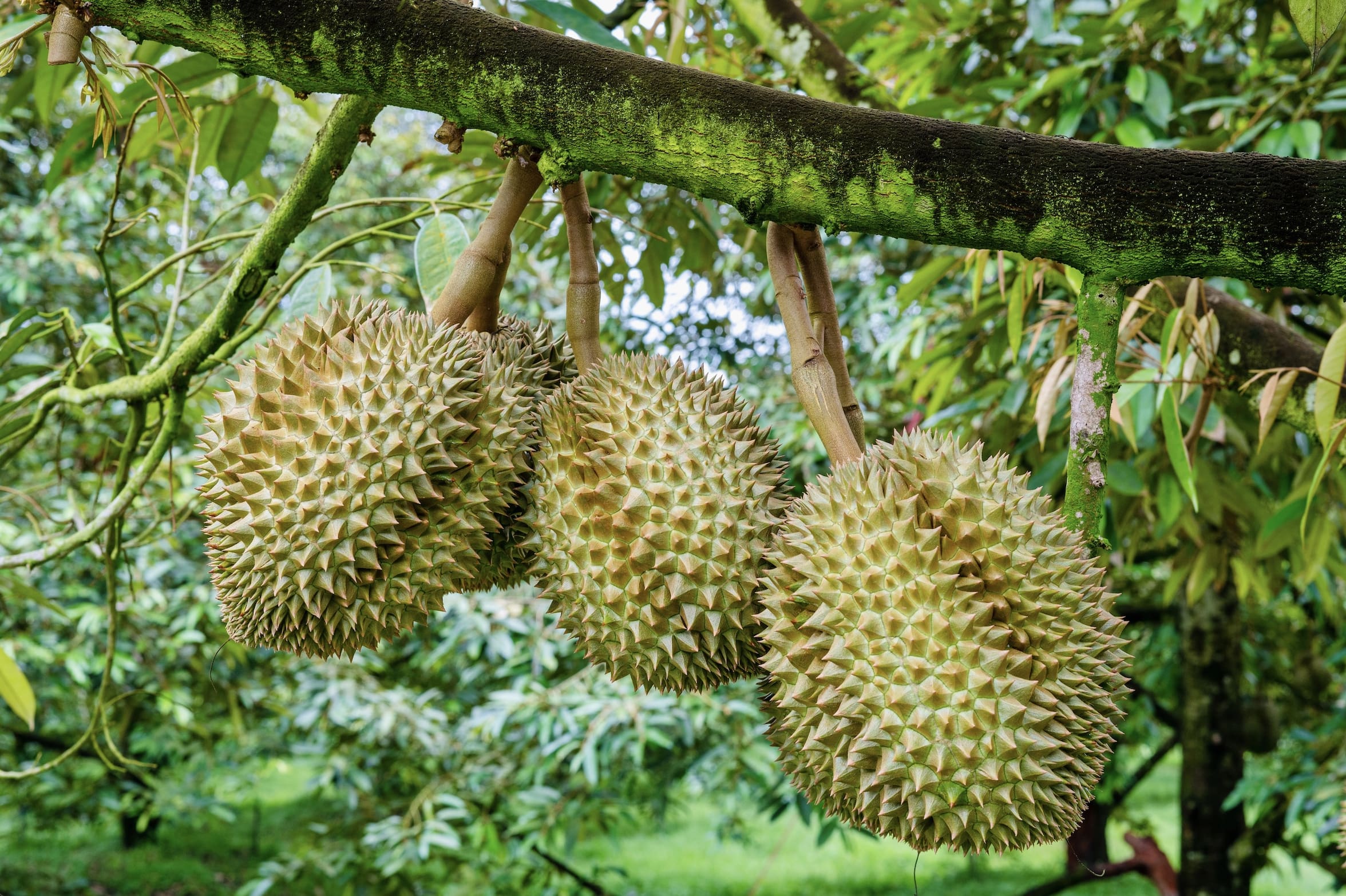 Flavour of: Singapore – Tropical fruits - Campari Academy