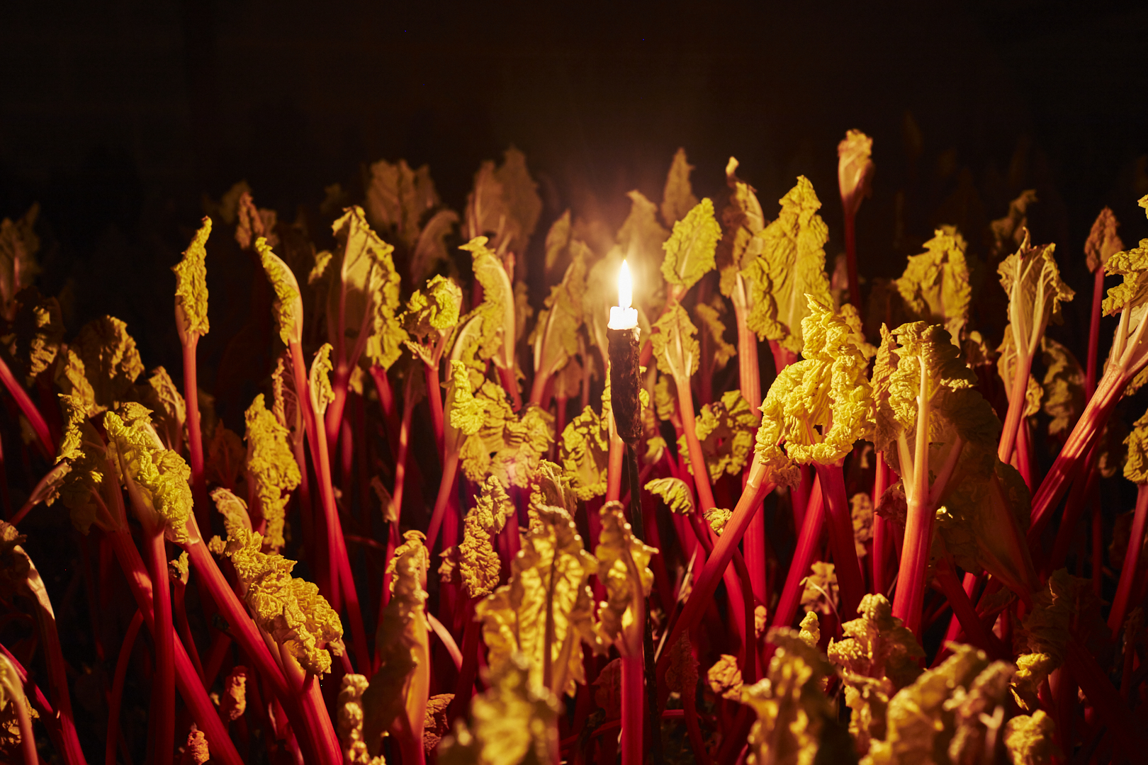 Natoora needs you to change the food system - Campari Academy