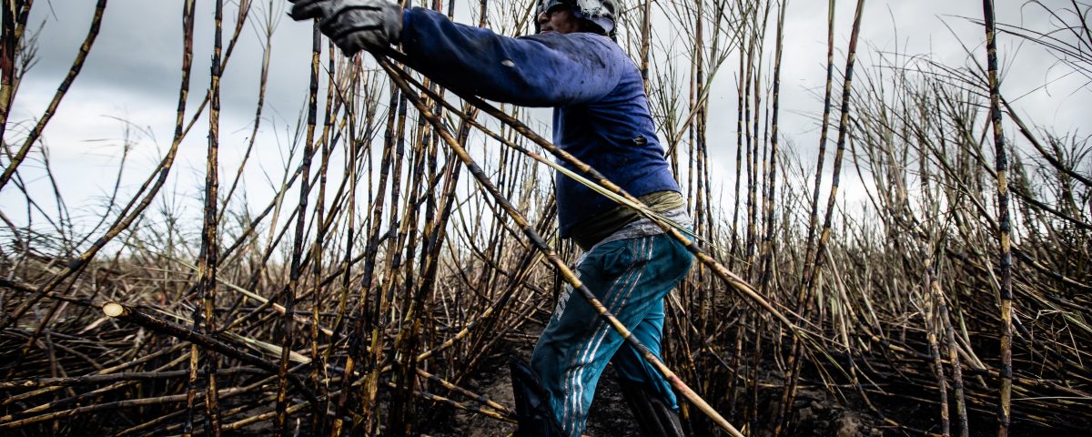 Origins: The history of sugar and its role in cocktail culture ...