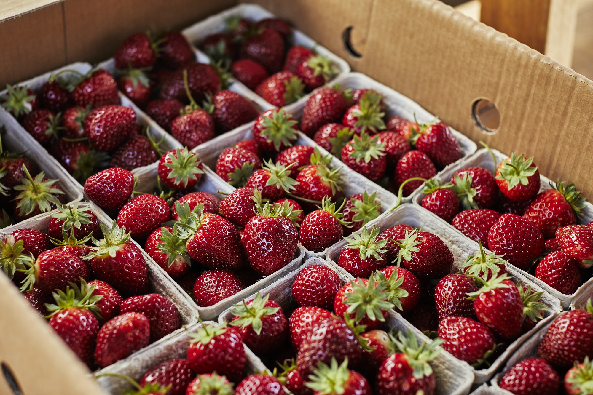 Natoora needs you to change the food system - Campari Academy