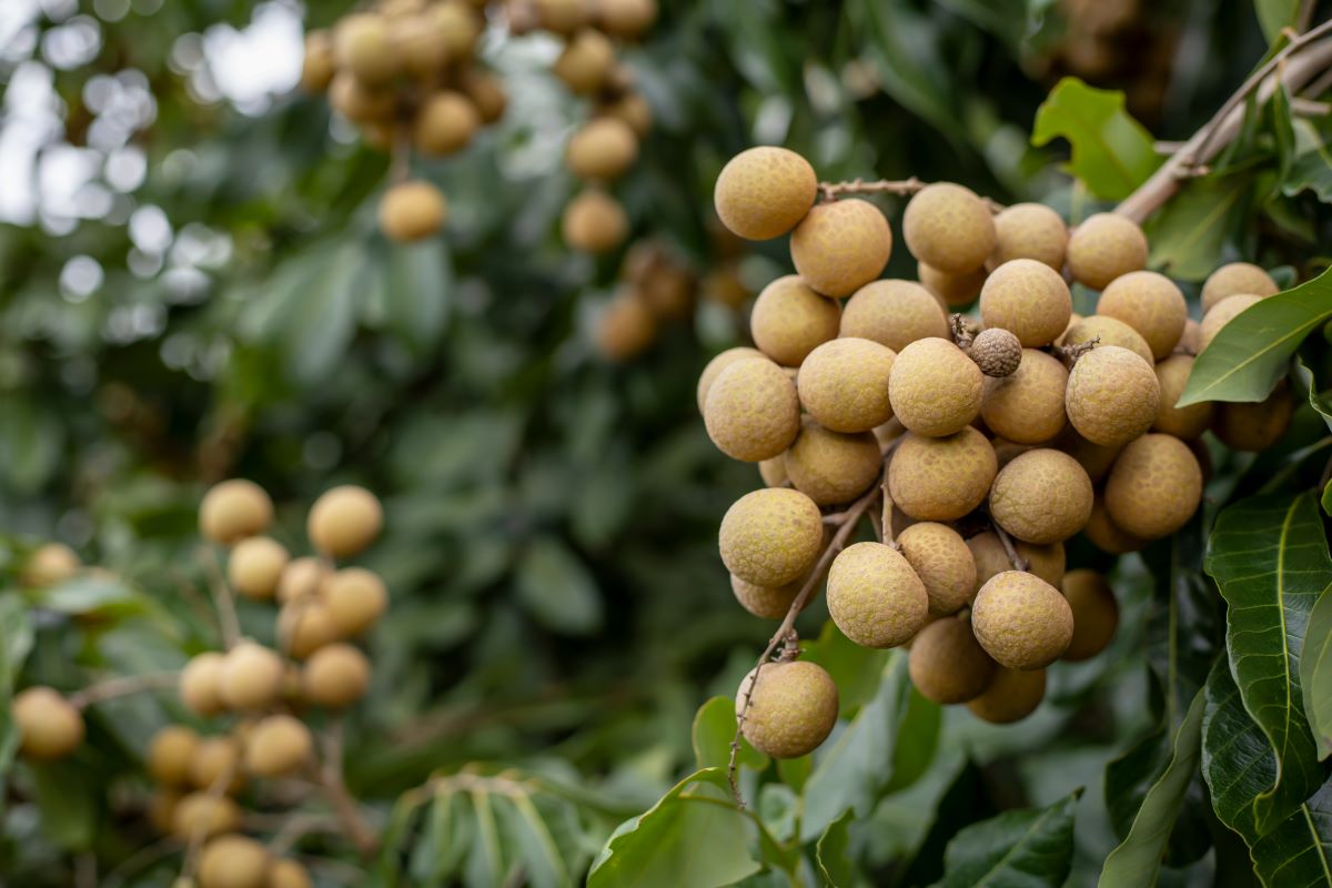 Flavour of: Singapore's tropical fruits