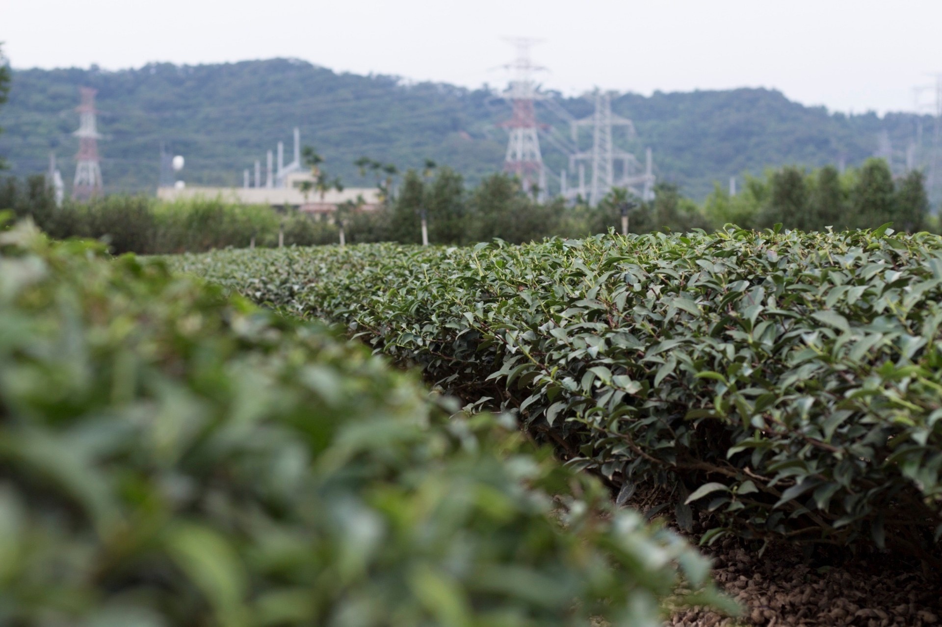 Flavour of: Taipei – Tea - Campari Academy